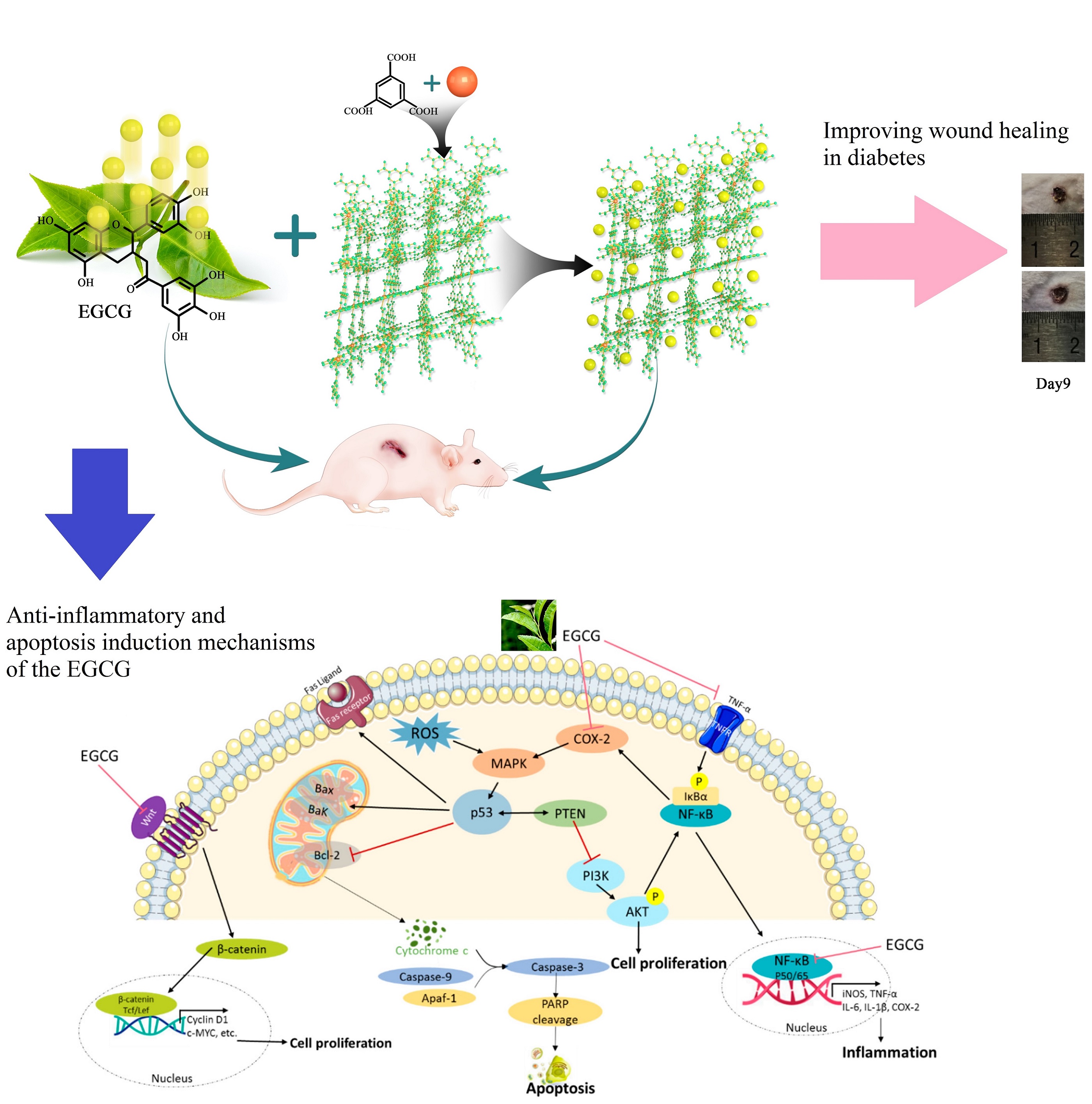 Therapeutic applications of apigenin and its derivatives: micro and ...